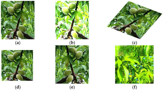 Sensors | Free Full-Text | YOLOv7-Peach: An Algorithm for Immature Small Yellow Peaches ...