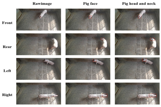 YOLOv5-KCB: A New Method for Individual Pig Detection Using Optimized K-Means, CA Attention ...