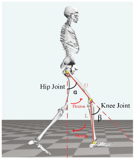 Prediction of Joint Angles Based on Human Lower Limb Surface Electromyography