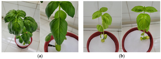 Exploiting Pre-Trained Convolutional Neural Networks for the Detection of Nutrient Deficiencies ...