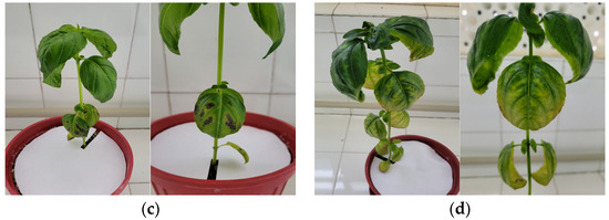 Exploiting Pre-Trained Convolutional Neural Networks for the Detection of Nutrient Deficiencies ...