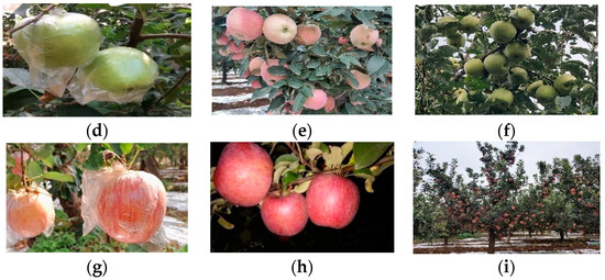 Research on Apple Recognition Algorithm in Complex Orchard Environment ...