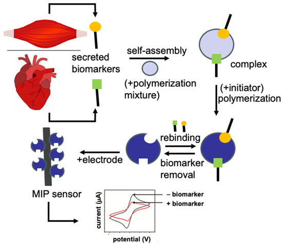 Sensors | Free Full-Text | Molecularly Imprinted Polymer-Based Sensors ...