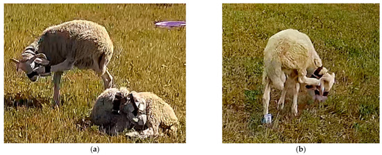 Research on Six-Axis Sensor-Based Step-Counting Algorithm for Grazing Sheep