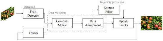Fruit Detection and Counting in Apple Orchards Based on Improved Yolov7 and Multi-Object ...
