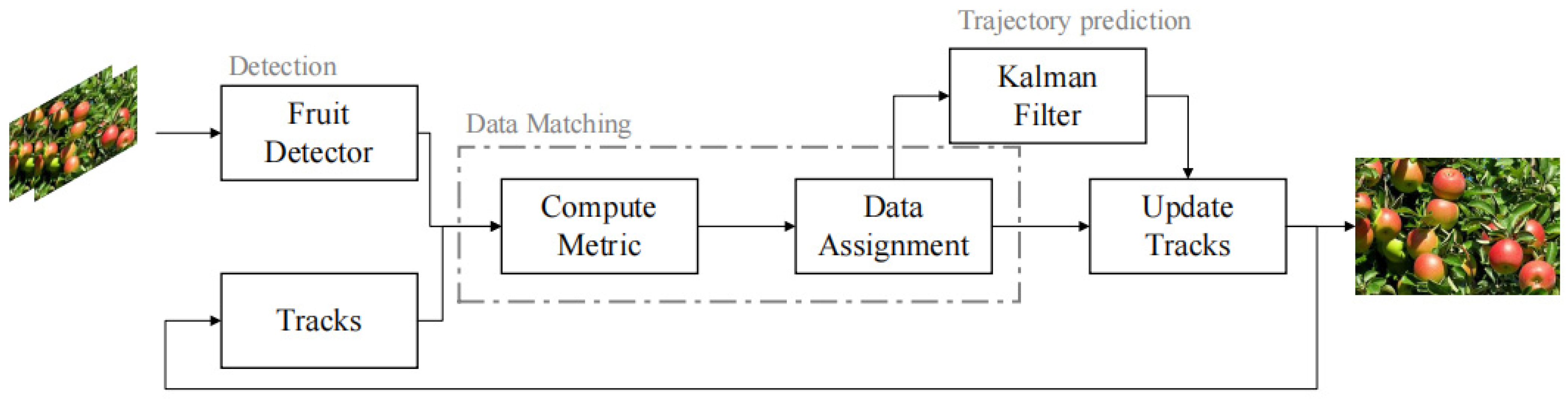 Fruit Detection and Counting in Apple Orchards Based on Improved Yolov7 and Multi-Object ...