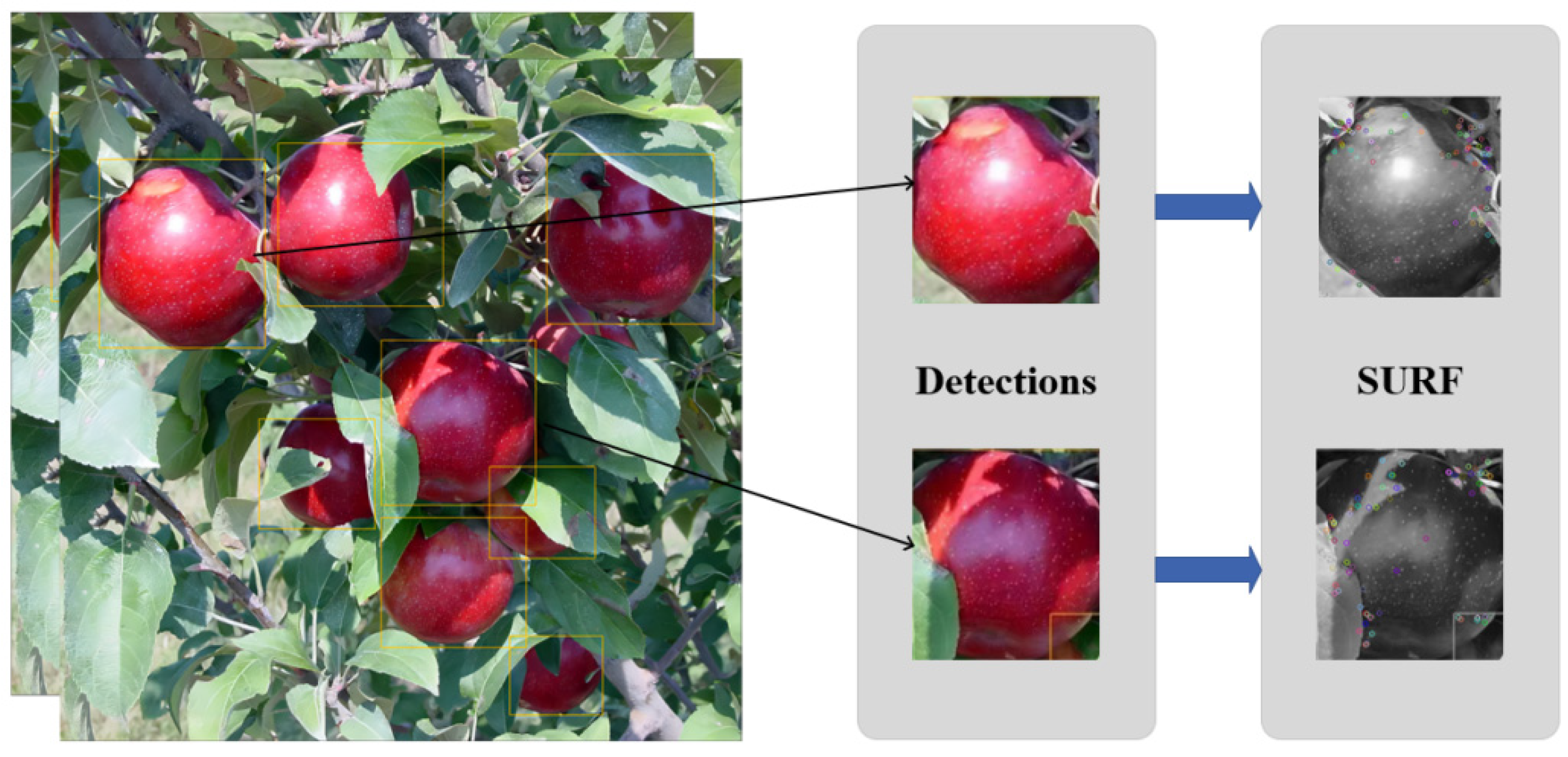 Fruit Detection And Counting In Apple Orchards Based On Improved Yolov7 And Multi Object