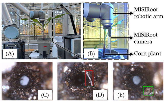 Early Identification of Root Damages Caused by Western Corn Rootworms ...