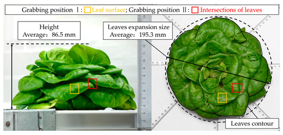 Effects of Harvesting Grabbing Type on Grabbing Force and Leaf Injury ...
