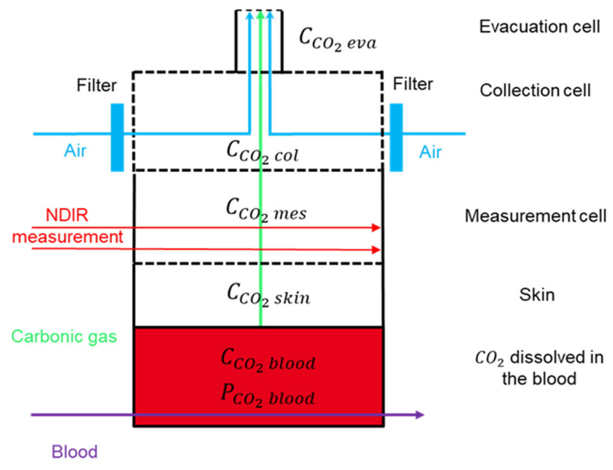 Dynamic Modeling of Carbon Dioxide Transport through the Skin Using a Capnometry Wristband