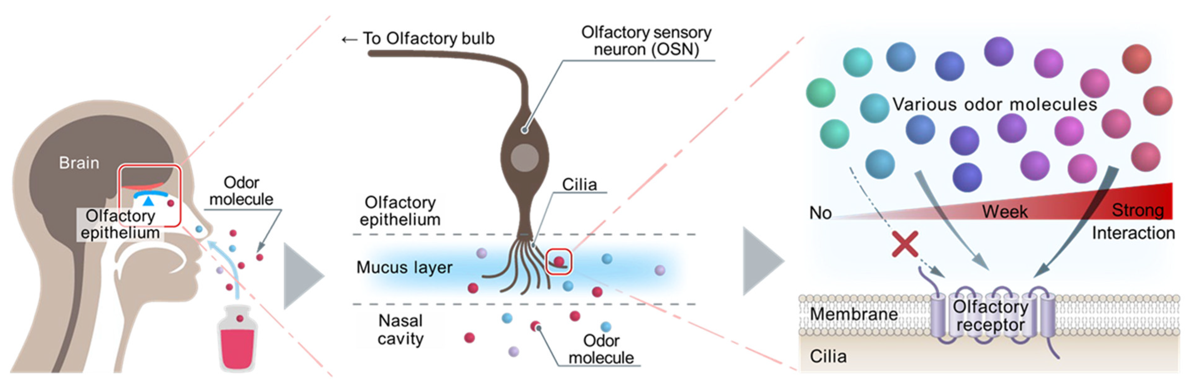 Olfactory And Taste Receptors
