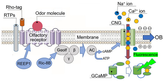 Human Olfactory Receptor Sensor for Odor Reconstitution