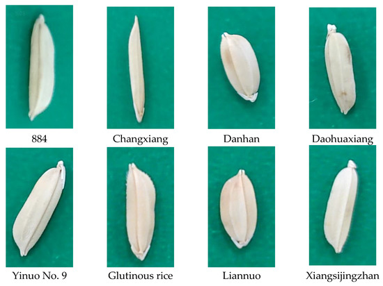 SY-Net: A Rice Seed Instance Segmentation Method Based on a Six-Layer ...