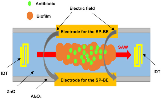 Electroacoustic Biosensor Systems for Evaluating Antibiotic Action on ...