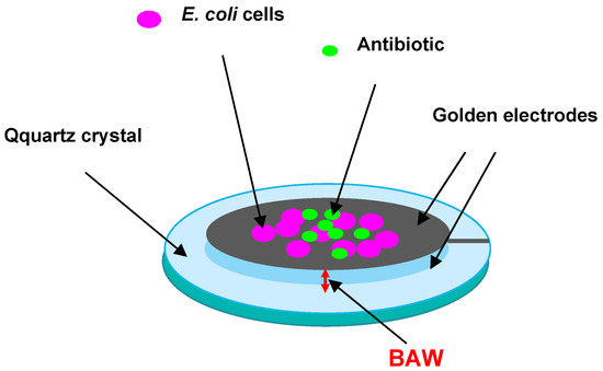 Electroacoustic Biosensor Systems for Evaluating Antibiotic Action on ...