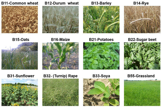 Crop Identification Using Deep Learning on LUCAS Crop Cover Photos