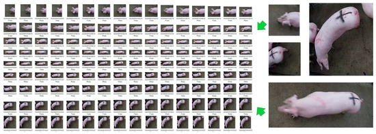 Sensors | Free Full-Text | An Improved Pig Counting Algorithm Based on YOLOv5 and DeepSORT Model