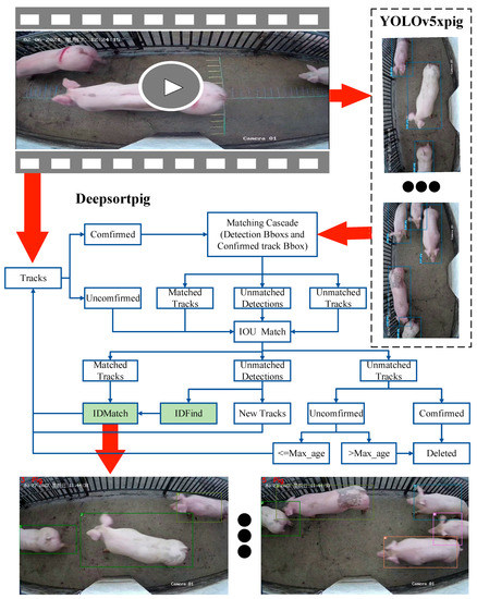Sensors | Free Full-Text | An Improved Pig Counting Algorithm Based on YOLOv5 and DeepSORT Model
