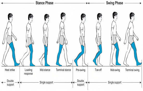 Automated Gait Analysis Based on a Marker-Free Pose Estimation Model