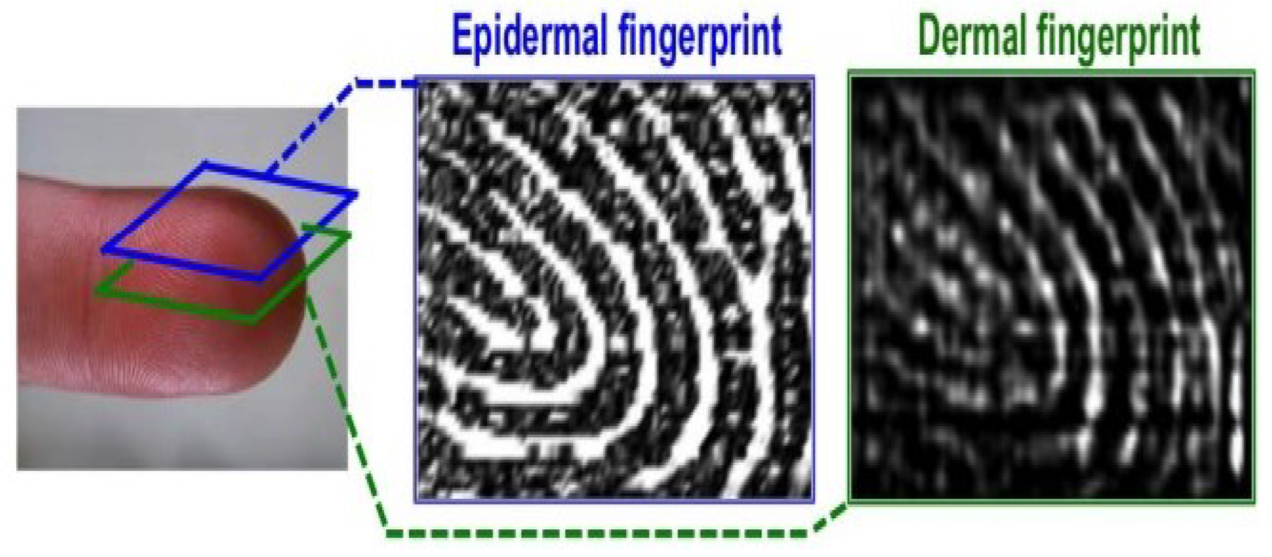 Fingerprint Systems: Sensors, Image Acquisition, Interoperability and ...