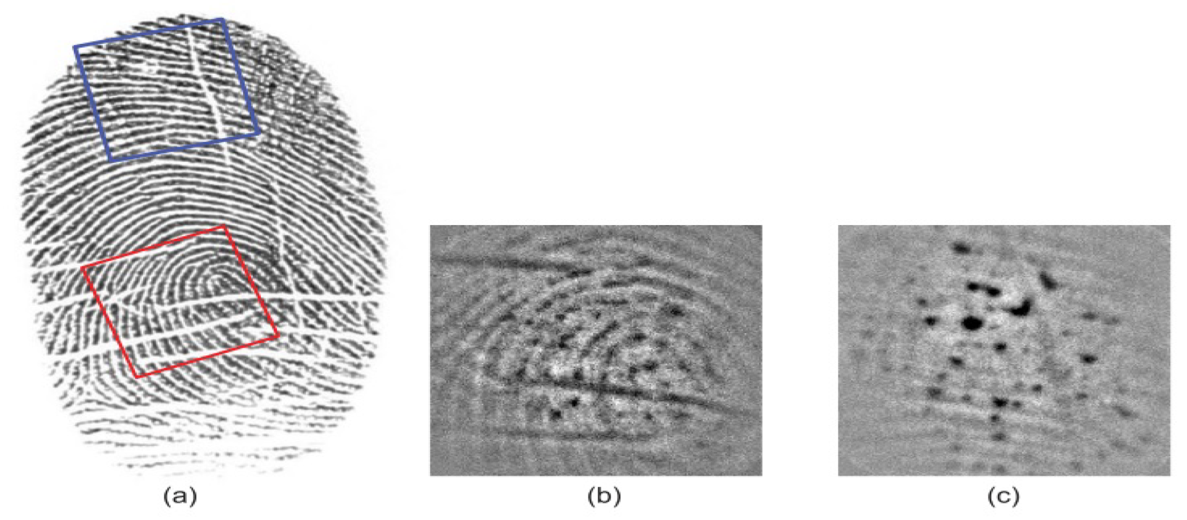 Fingerprint Systems: Sensors, Image Acquisition, Interoperability and ...