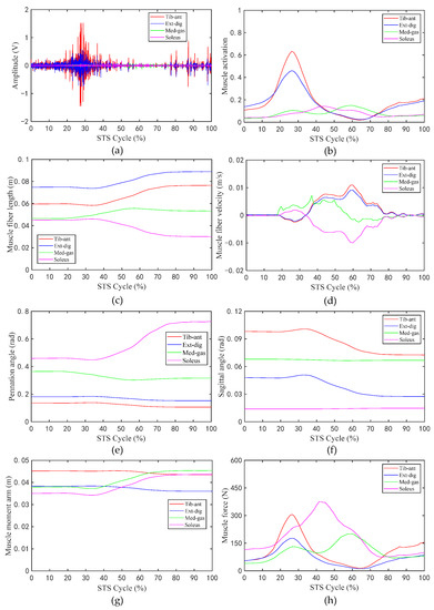 Analysis of Ankle Muscle Dynamics during the STS Process Based on ...
