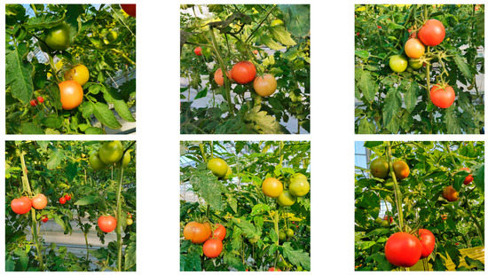 Sensors | Free Full-Text | Tomato Maturity Detection and Counting Model Based on MHSA-YOLOv8