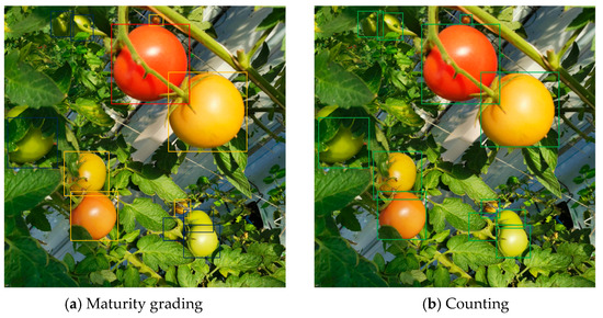 Sensors | Free Full-Text | Tomato Maturity Detection and Counting Model Based on MHSA-YOLOv8