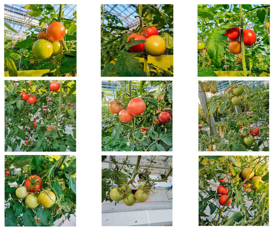 Sensors | Free Full-Text | Tomato Maturity Detection and Counting Model Based on MHSA-YOLOv8