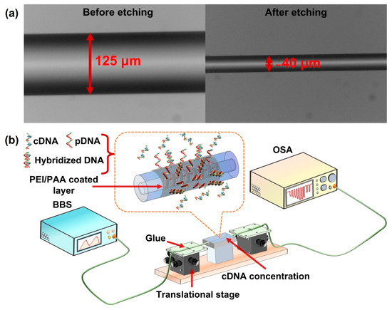 Label-Free DNA Detection Using Etched Tilted Bragg Fiber Grating-Based Biosensor
