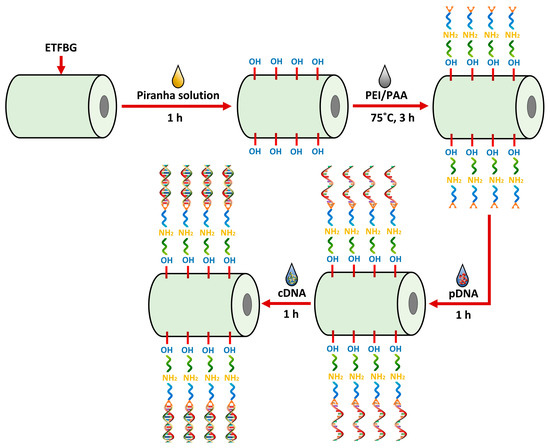 Label-Free DNA Detection Using Etched Tilted Bragg Fiber Grating-Based Biosensor