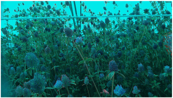 Object Detection of Small Insects in Time-Lapse Camera Recordings