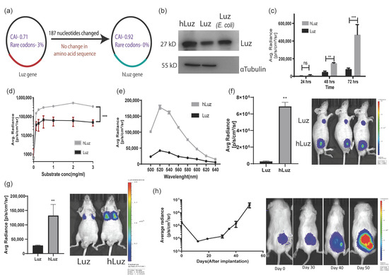 Triple Reporter Assay: A Non-Overlapping Luciferase Assay for the ...