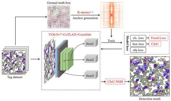 Improved YOLOv7 Algorithm for Detecting Bone Marrow Cells