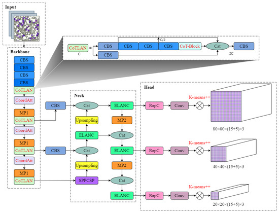 Improved YOLOv7 Algorithm for Detecting Bone Marrow Cells