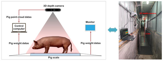 Sensors | Free Full-Text | Body Weight Estimation for Pigs Based on 3D Hybrid Filter and ...