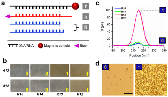 Force-Induced Visualization of Nucleic Acid Functions with Single ...