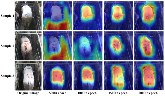 CAT-CBAM-Net: An Automatic Scoring Method for Sow Body Condition Based ...