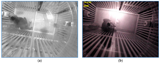 Captive Animal Behavior Study by Video Analysis