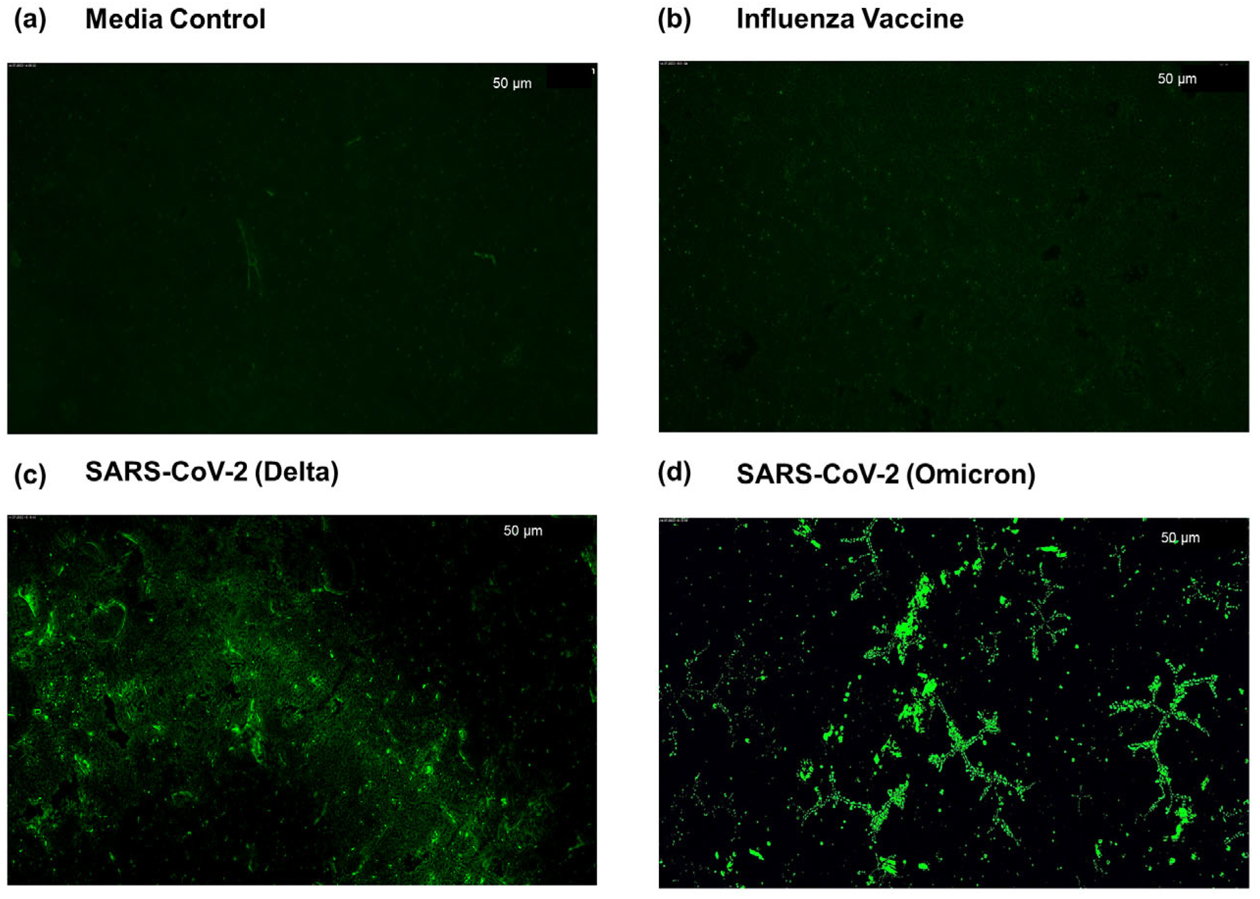 Development and Analytical Evaluation of a Point-of-Care Electrochemical Biosensor for Rapid and ...