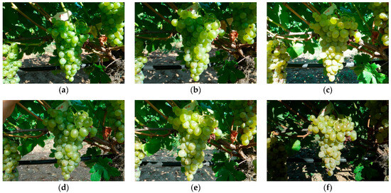 Sensors | Free Full-Text | A Deep Learning Approach for Precision Viticulture, Assessing Grape ...