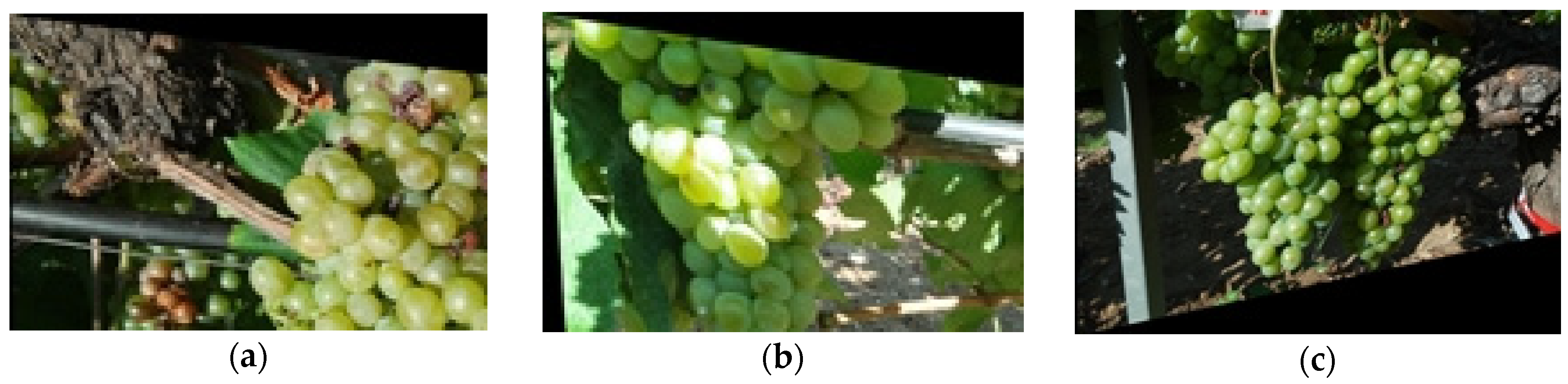 Sensors | Free Full-Text | A Deep Learning Approach for Precision Viticulture, Assessing Grape ...