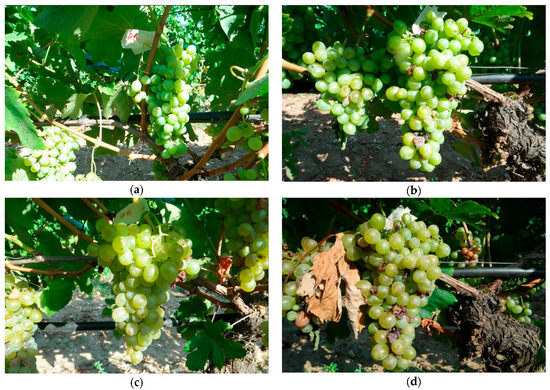 Sensors | Free Full-Text | A Deep Learning Approach for Precision Viticulture, Assessing Grape ...