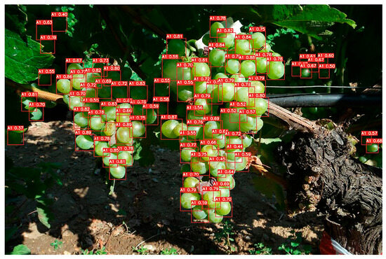 Sensors | Free Full-Text | A Deep Learning Approach for Precision Viticulture, Assessing Grape ...