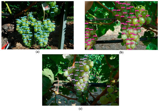 Sensors | Free Full-Text | A Deep Learning Approach for Precision Viticulture, Assessing Grape ...