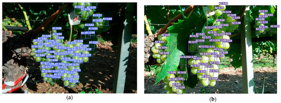 Sensors | Free Full-Text | A Deep Learning Approach for Precision Viticulture, Assessing Grape ...