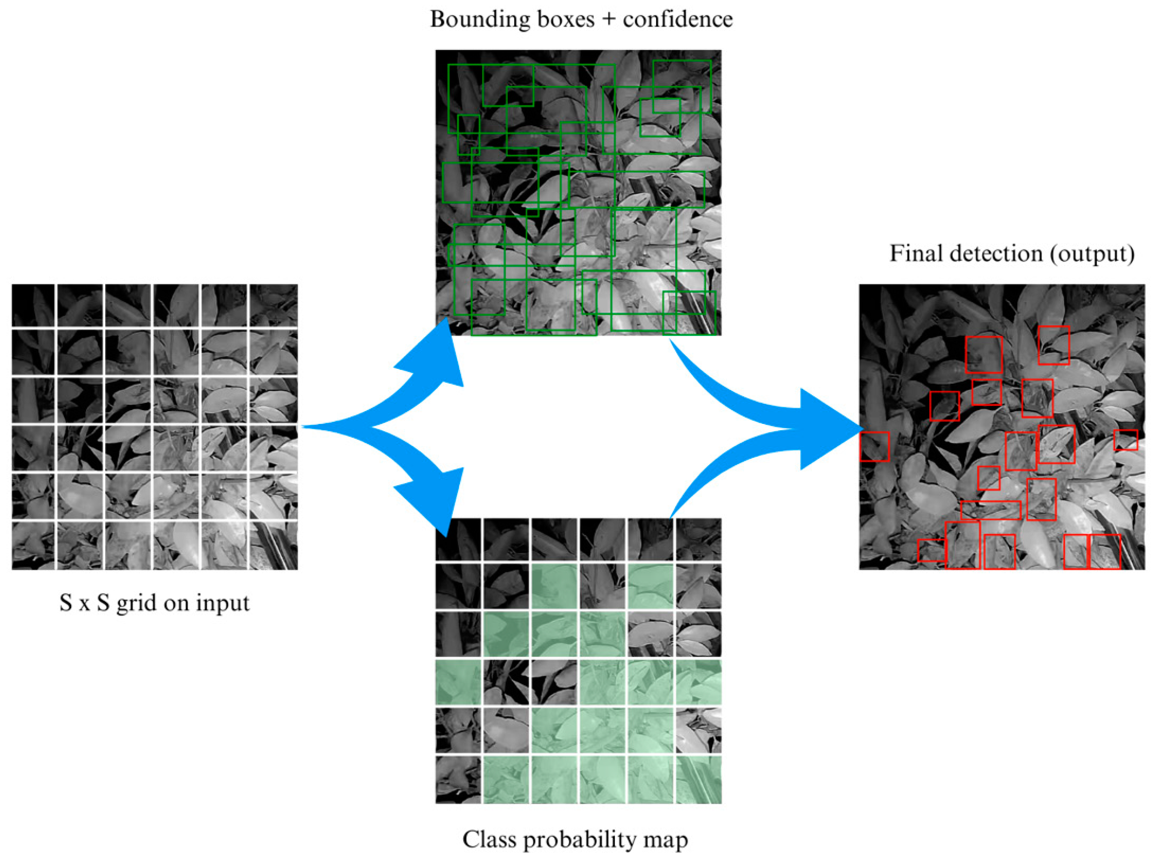 Sensors Free Full Text Sooty Mold Detection On Citrus Tree Canopy Using Deep Learning Algorithms
