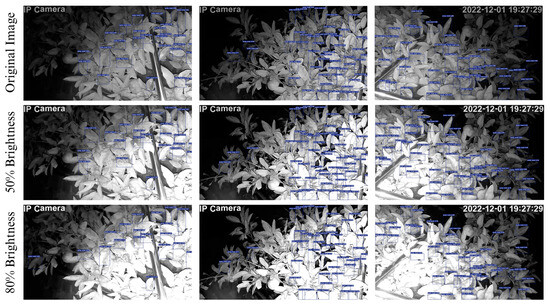 Sooty Mold Detection on Citrus Tree Canopy Using Deep Learning Algorithms