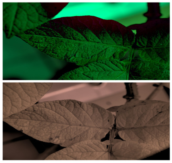 Sensors | Free Full-Text | Multispectral Plant Disease Detection with ...