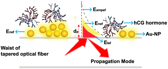 Quantification of hCG Hormone Using Tapered Optical Fiber Decorated ...